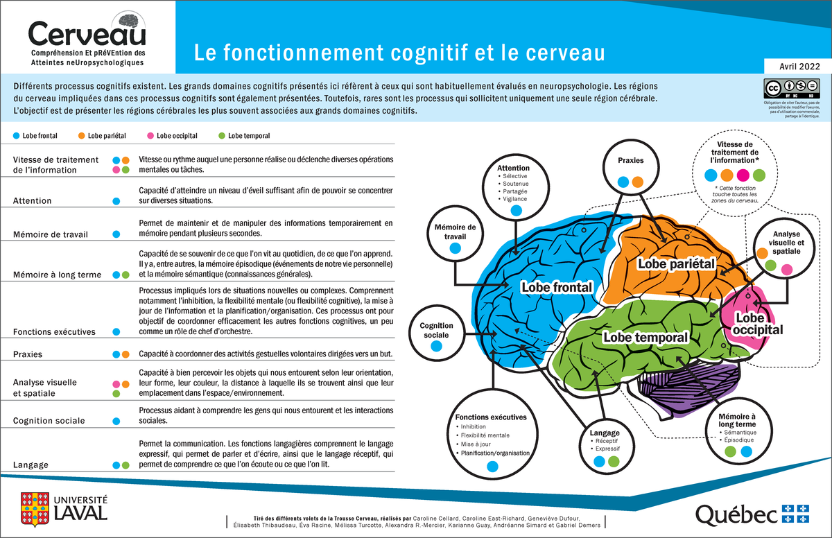 Cognition et Cerveau - Affiche Scientifique sur les Différents Lobes et Fonctions - Studocu