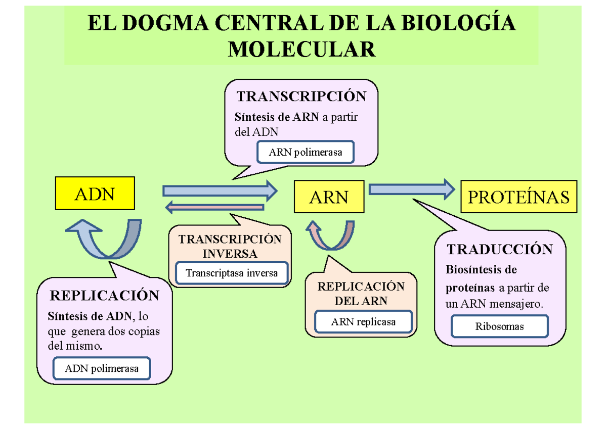 Tema-3 genetica molecular - EL DOGMA CENTRAL DE LA BIOLOGÍA MOLECULAR ADN ARN PROTEÍNAS - Studocu