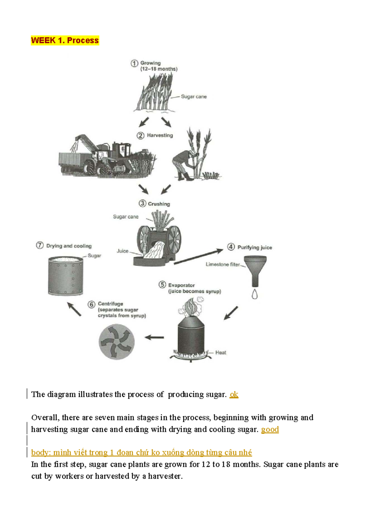 IB.A K273 Writing Homework: Sugar Production Process and Consumption ...