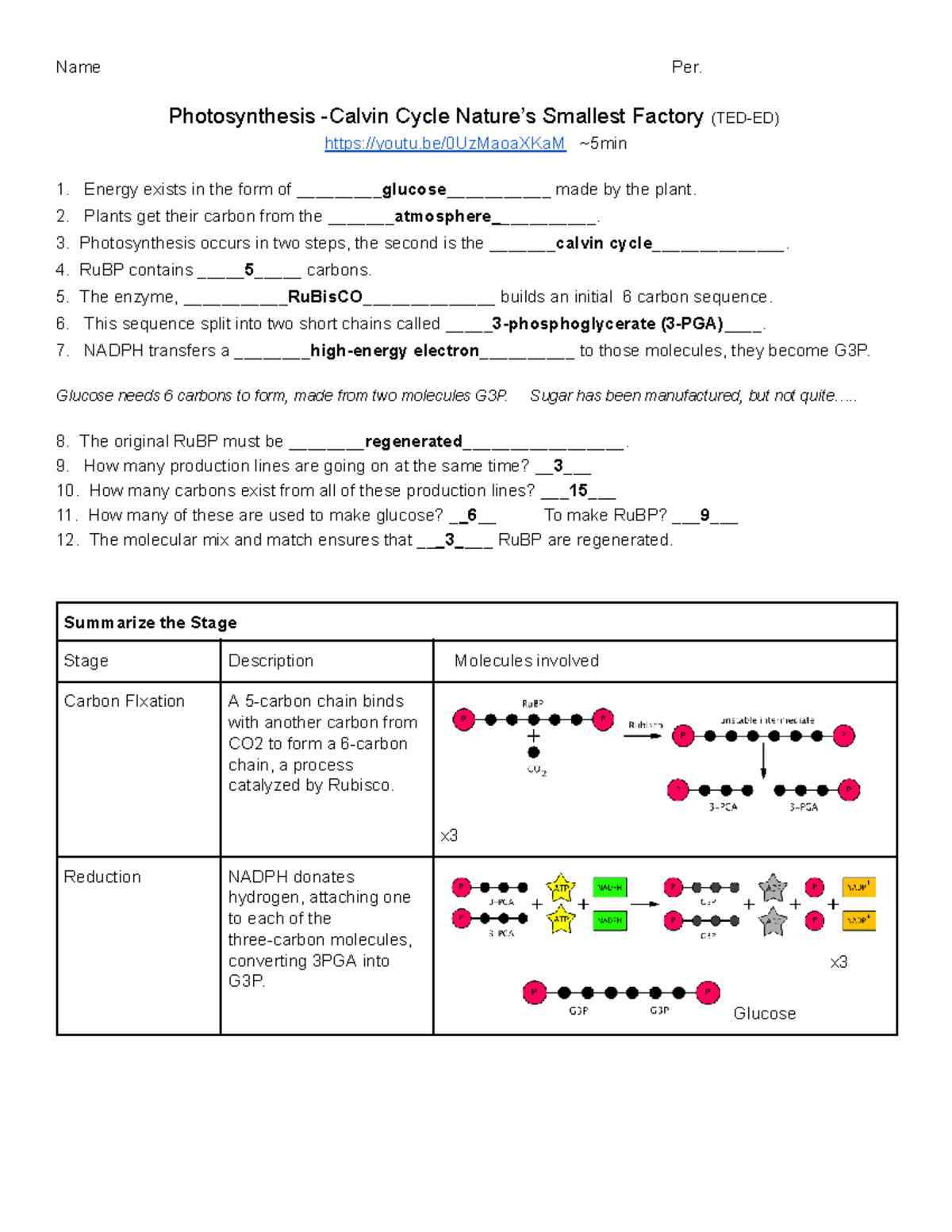 Copy of AP Biology-Calvin Cycle TED-ED - Name Per. Photosynthesis ...