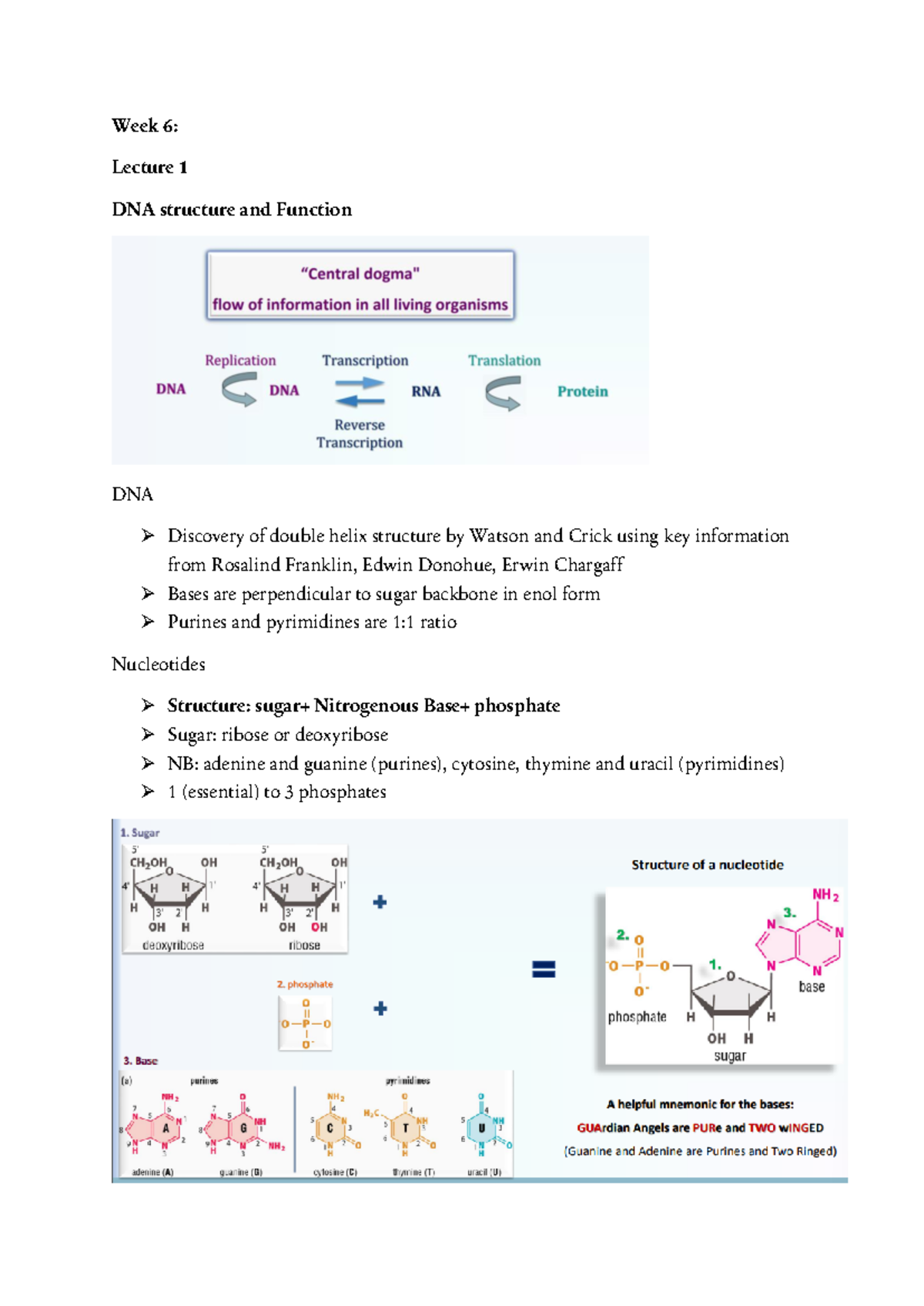 DNA Structure and Replication: Lecture Notes for BIOC0007 - Studocu