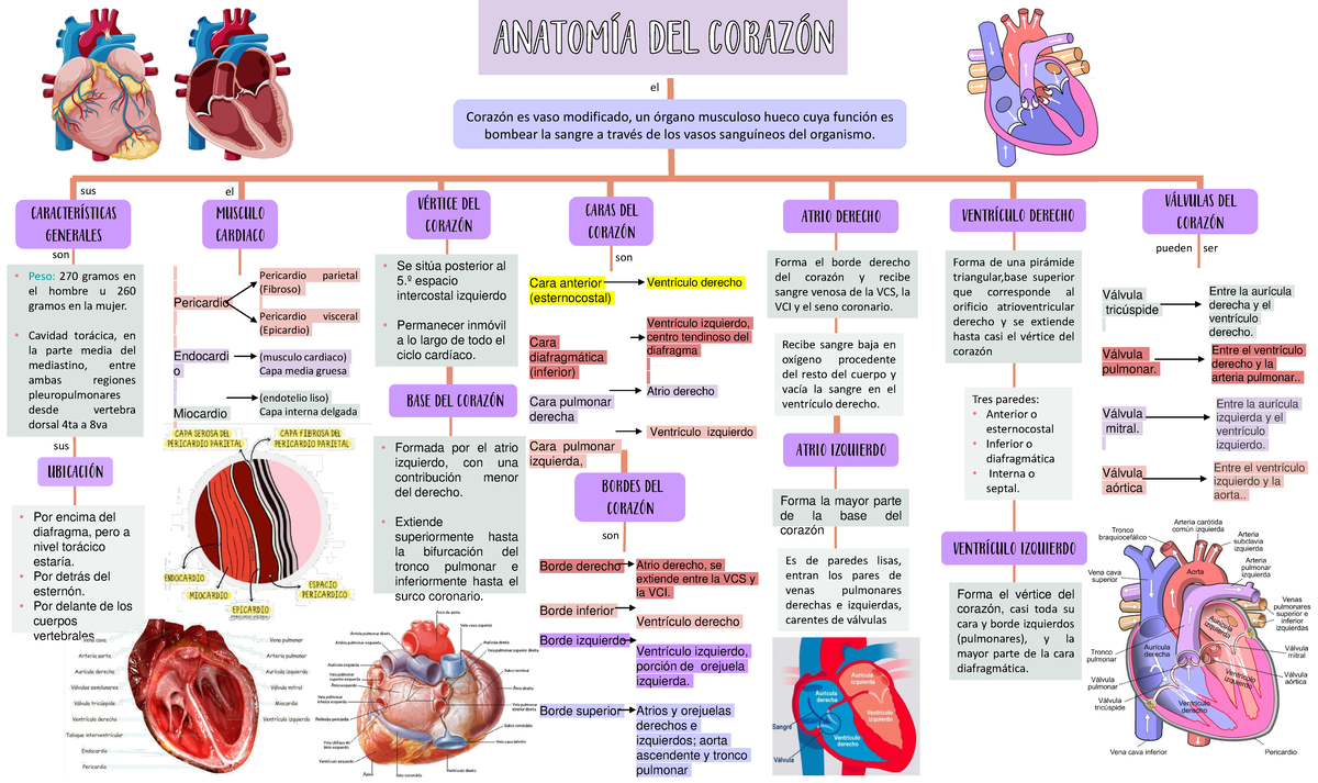 Mapa Conceptual - Generalidades y Estructura del Corazón - Studocu