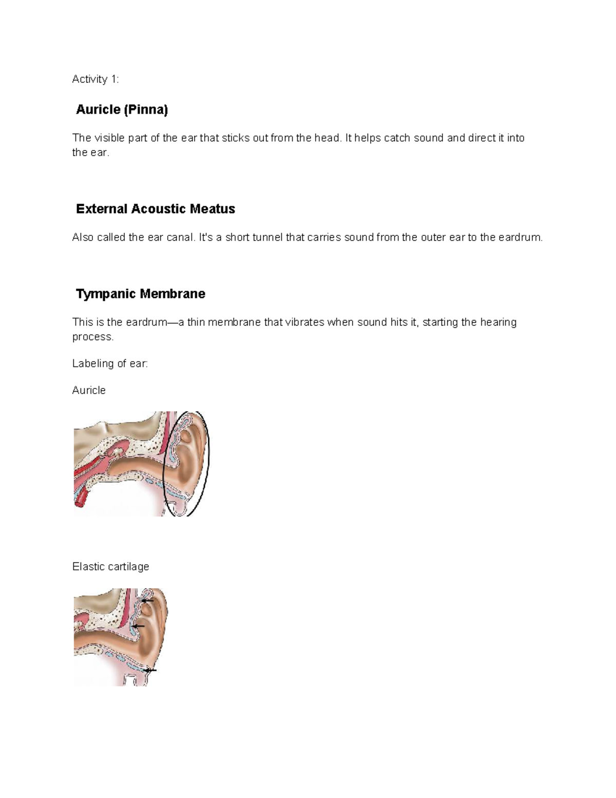 Lab 21 - Anatomy of the Ear: Structure & Function Overview - Studocu