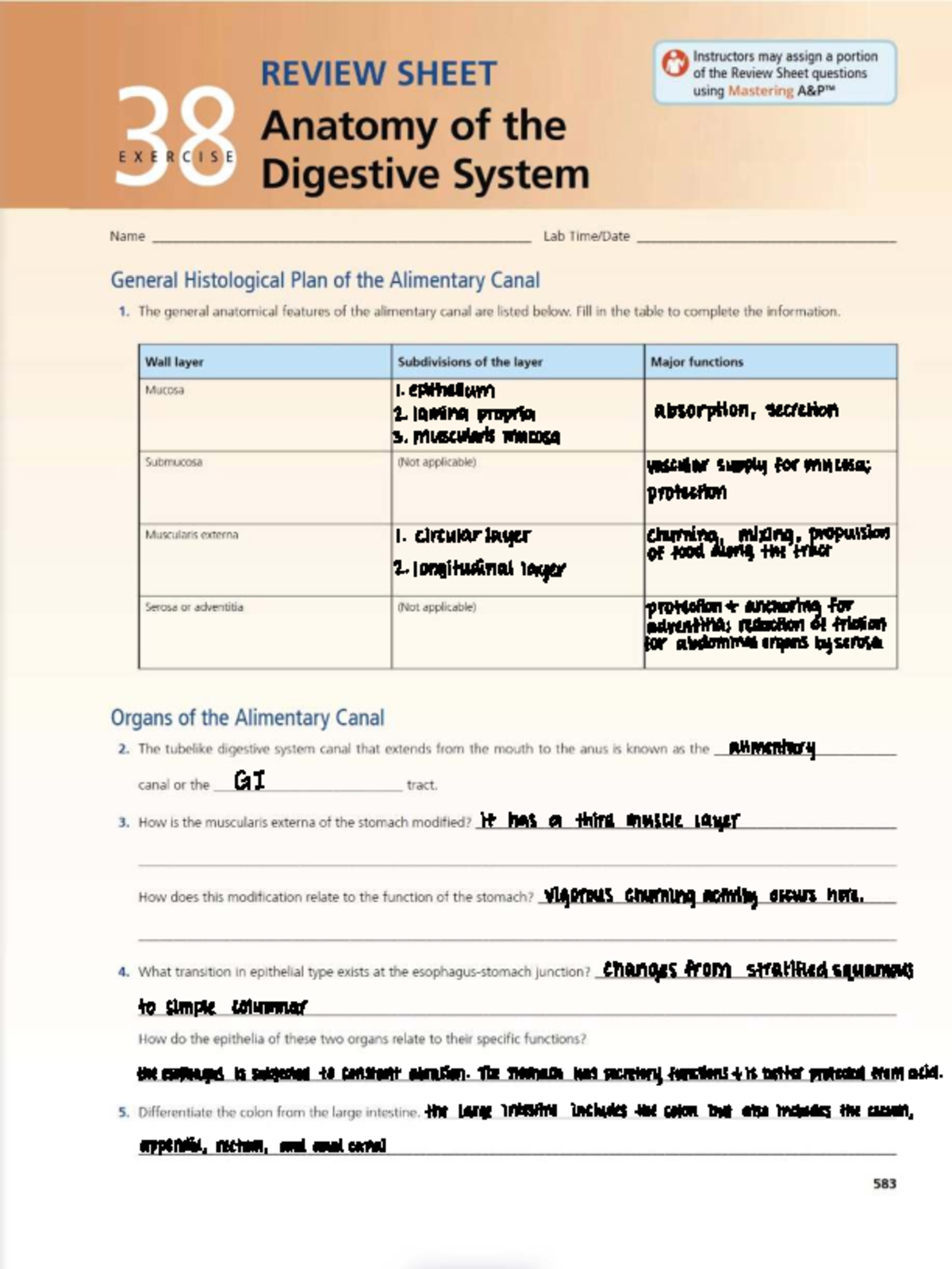 Digestive System Review Sheet - EXERCISE 38 Insights and Key Concepts - Studocu