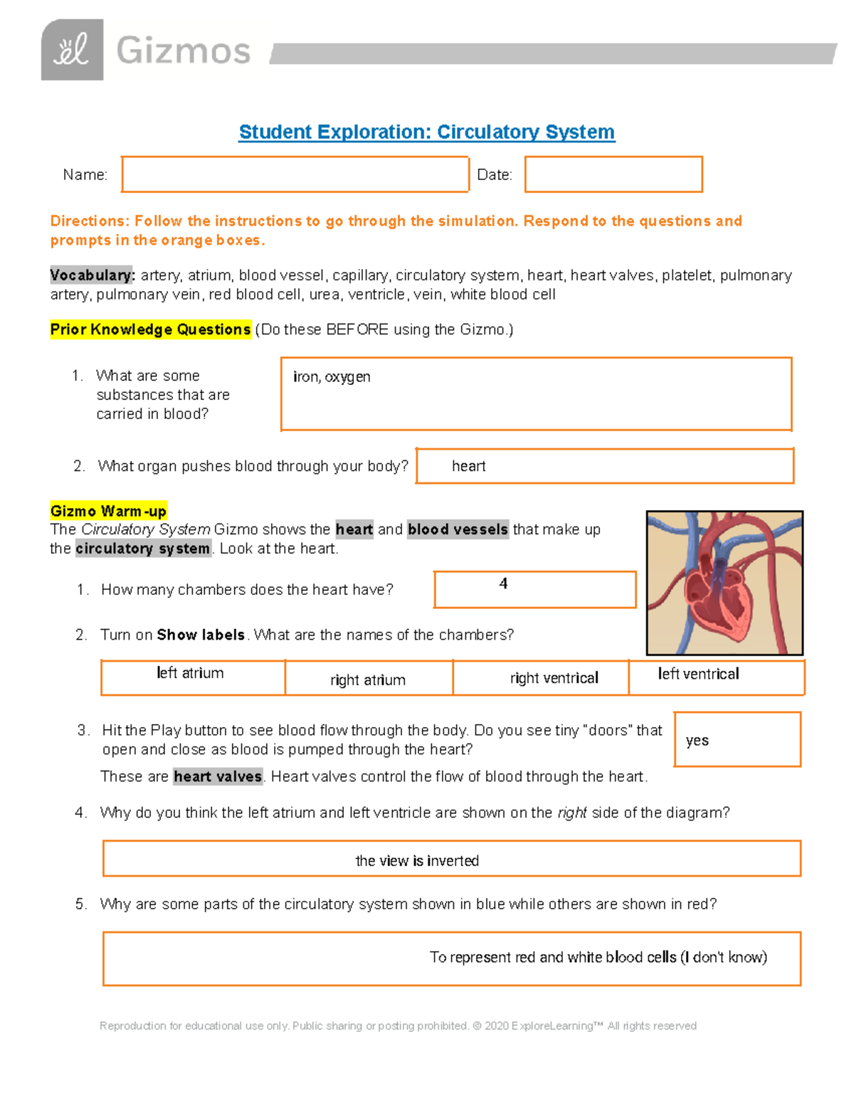 Naana Appiah-Korang - Circulatory System Gizmo - Student Exploration ...