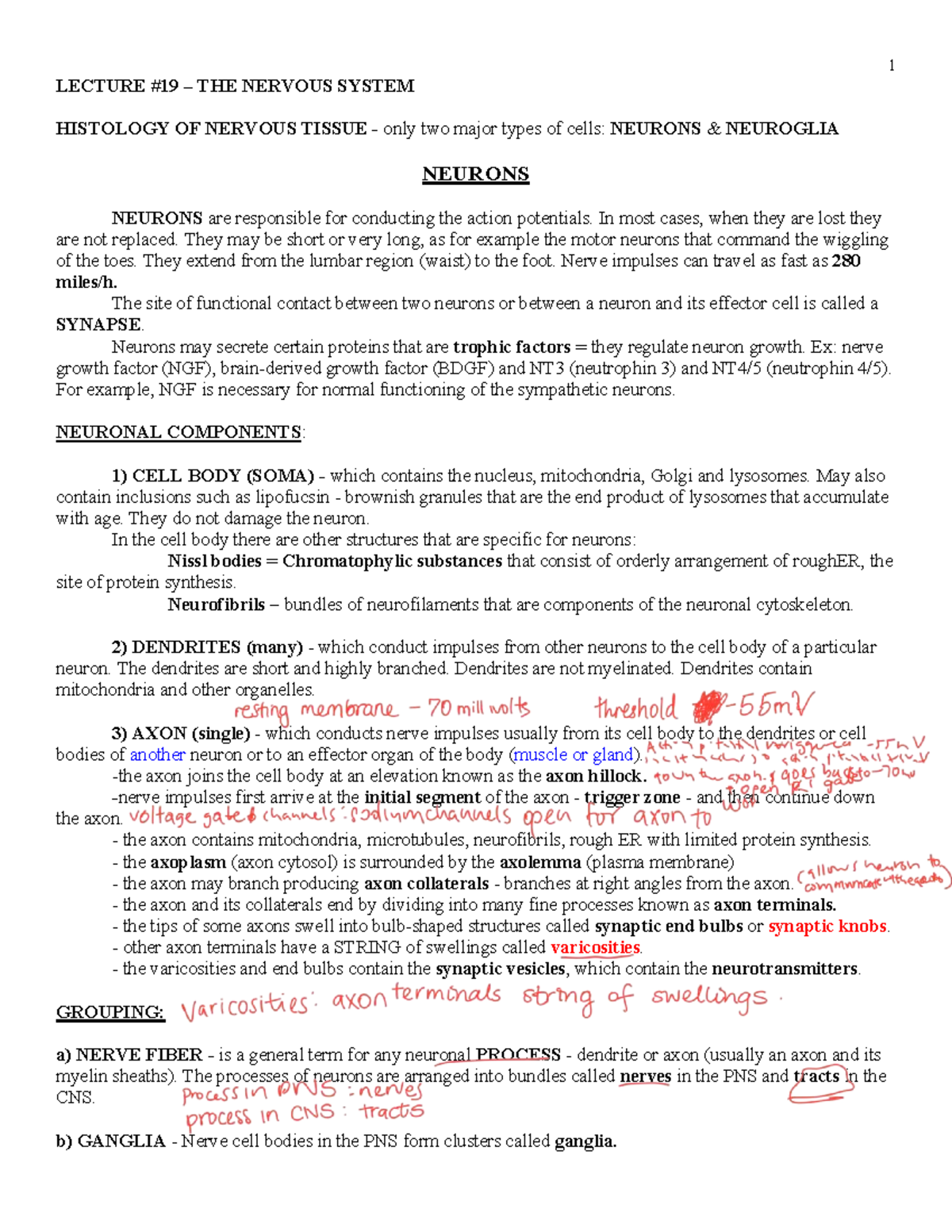 19F25 - Lecture on Histology of the Nervous System and Neurons - Studocu