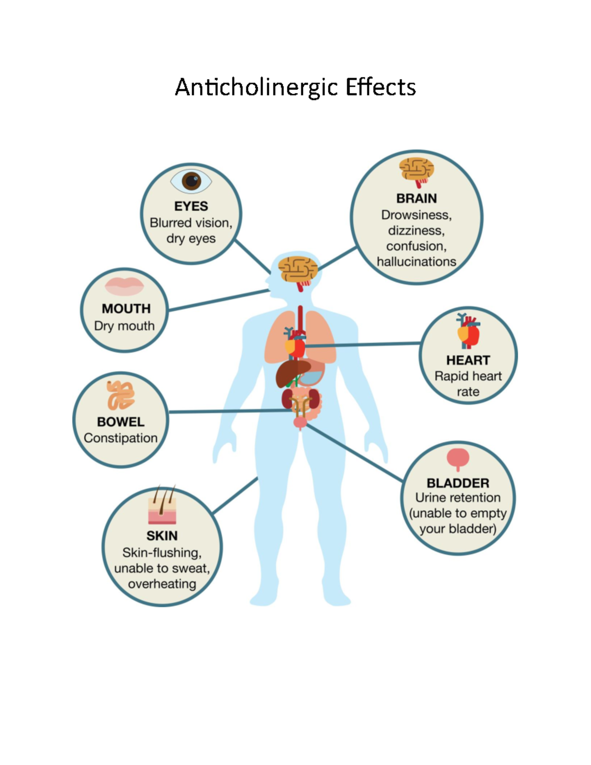 Anticholinergic Effects: Overview of Symptoms and Impacts - Studocu