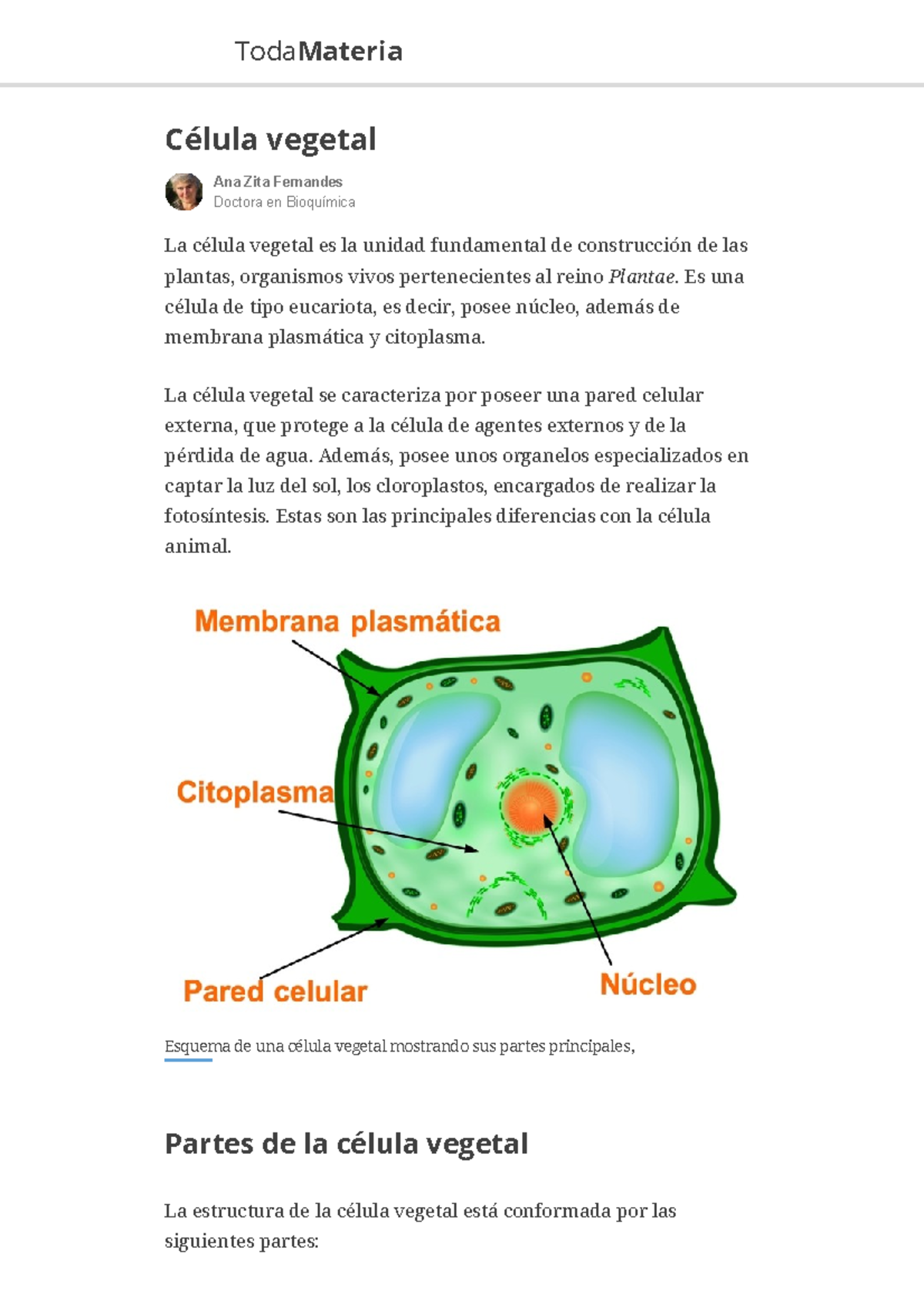 Qué es la célula vegetal partes y características - Toda Materia ...
