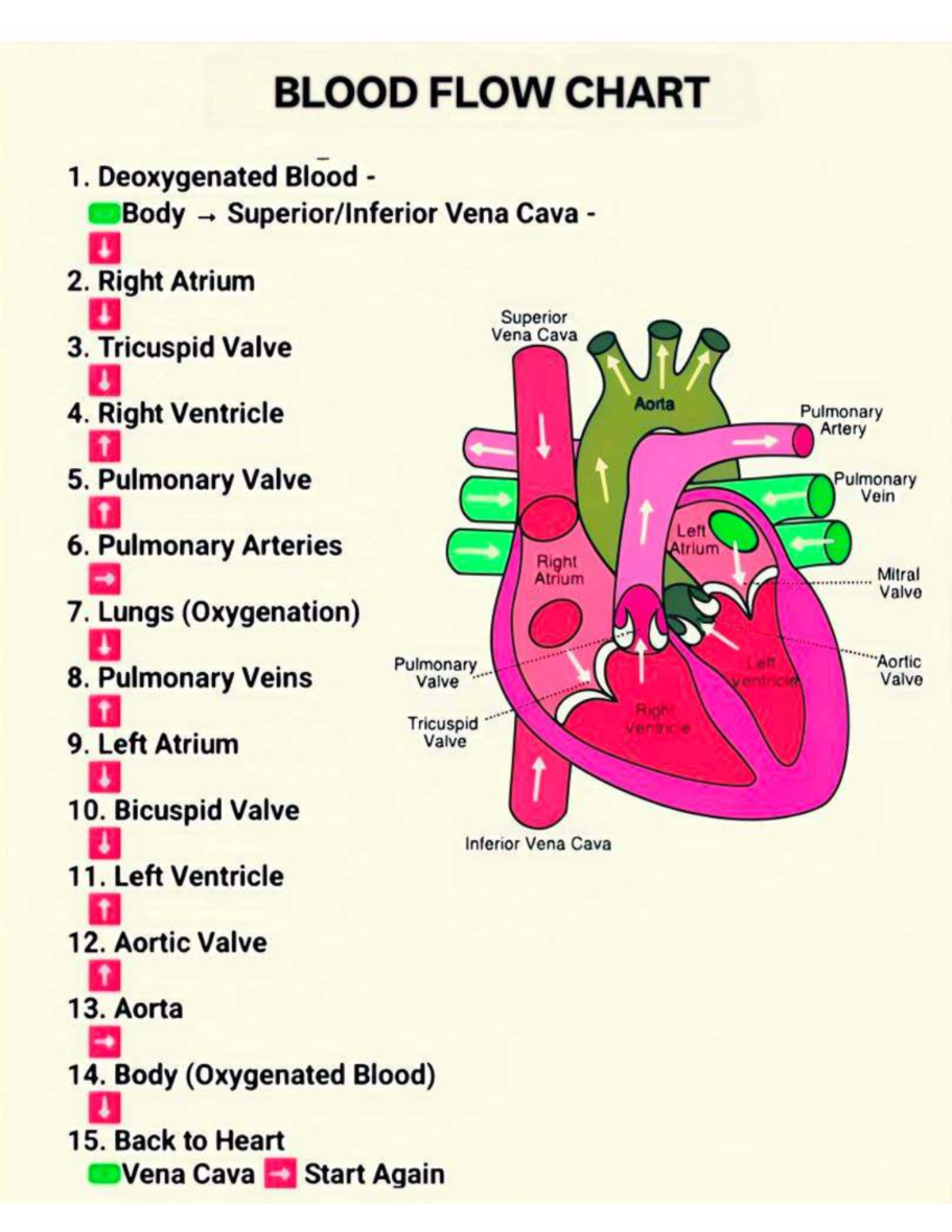 BLOOD FLOW CHART: Understanding Circulation Process - Studocu