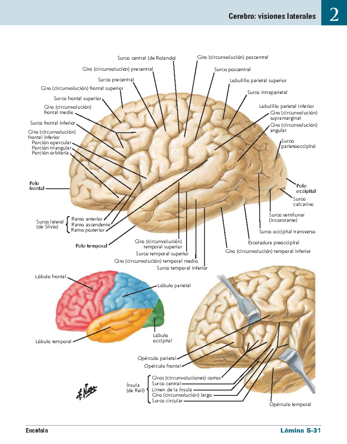 Lámina S-2: Guía del Cerebro y Estructuras del Encéfalo - Studocu