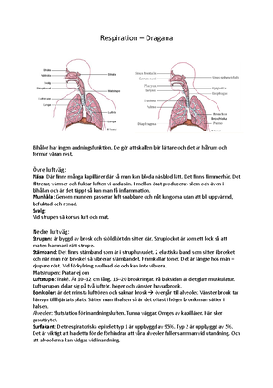 Resperation - sammanfattningar - Respiration Andningsorgan, vad heter ...