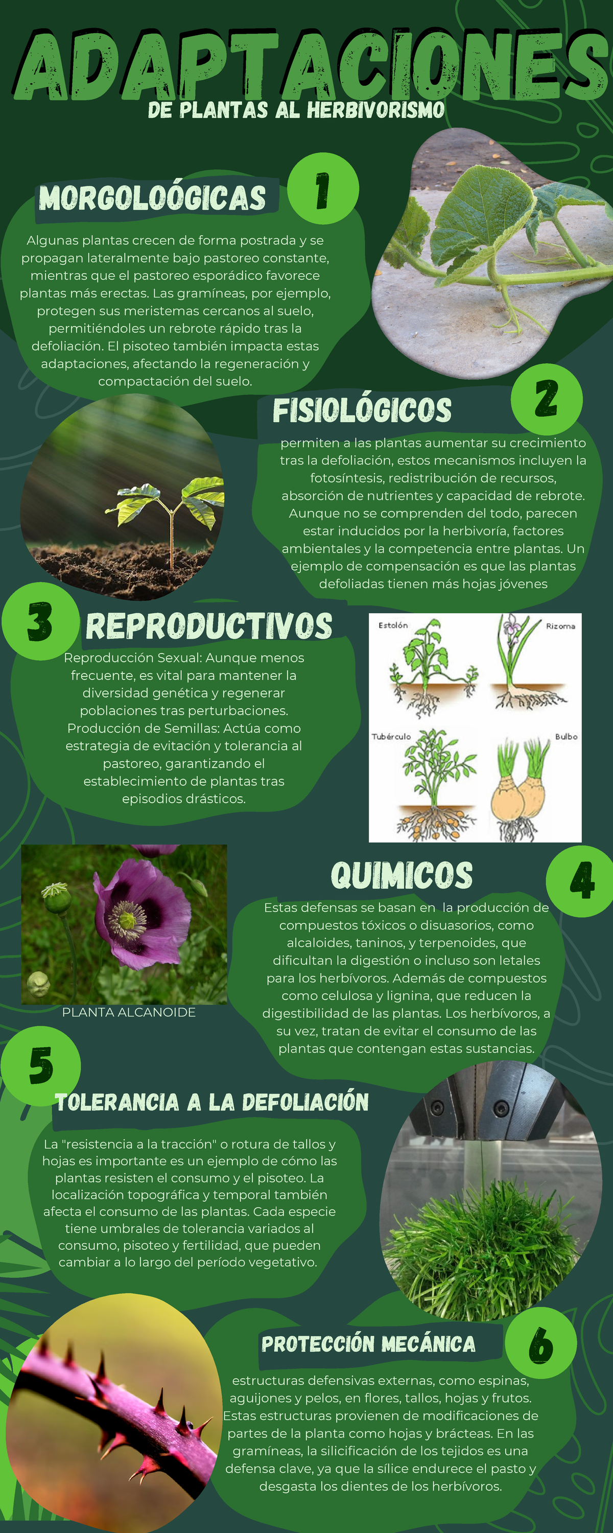 Adaptaciones De Las Plantas Al Entorno De Roma Descubierta Una Nueva