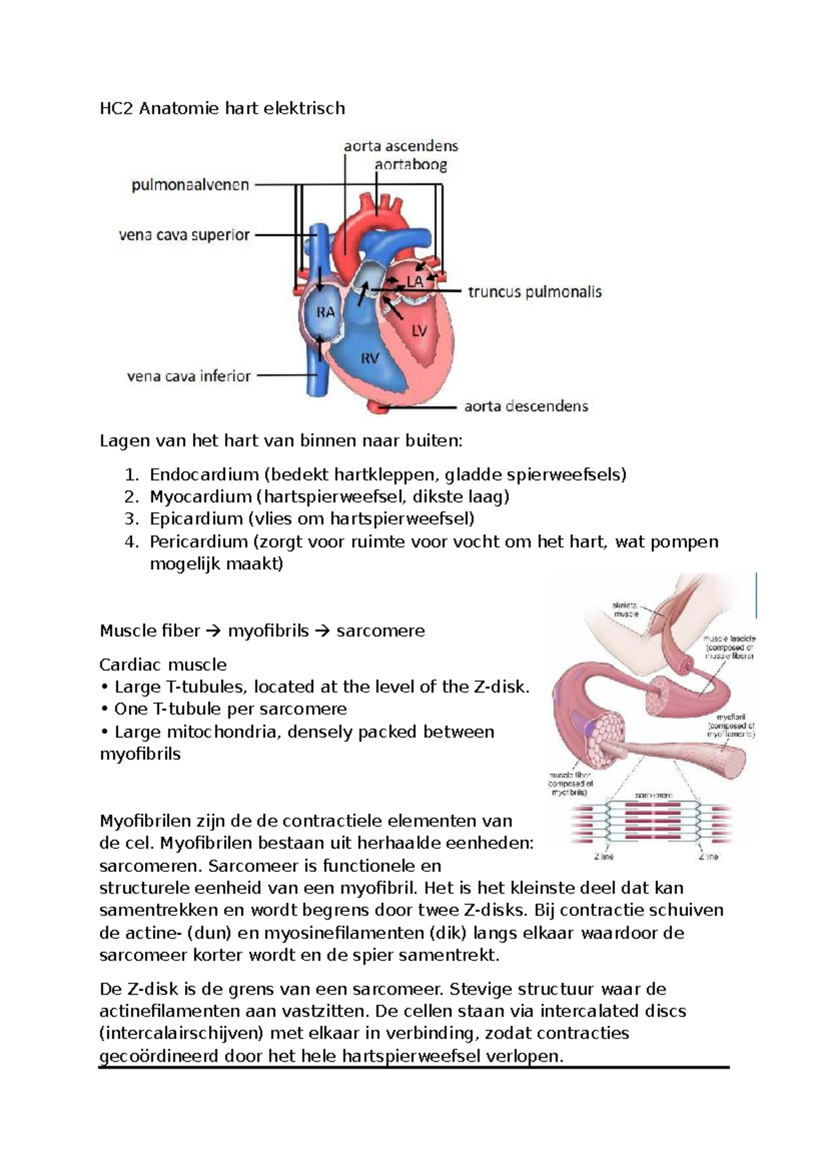 HC2 Anatomie van het Hart: Elektrische en Mechanische Aspecten ...