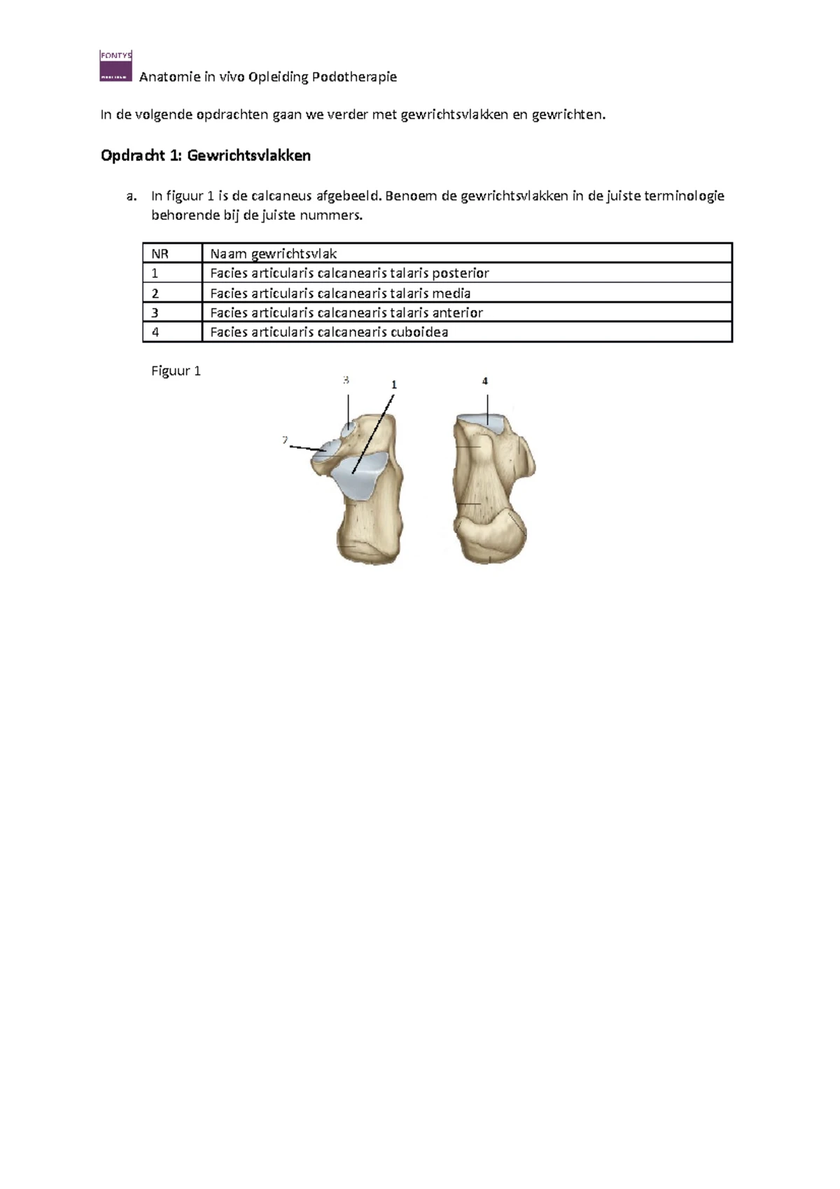 Spieren van de scapula - Processus coracoideus van de scapula Processus ...