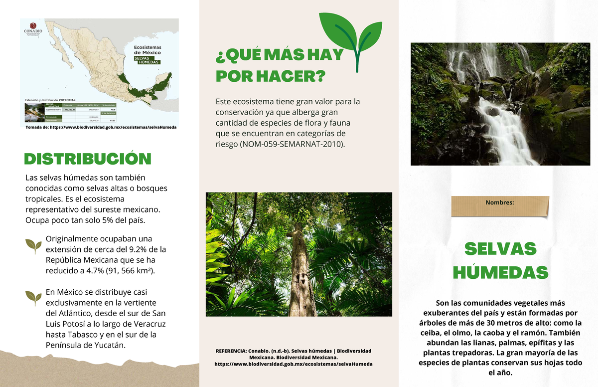 Selva Húmeda: Conservación y Distribución en México 2025 - Studocu