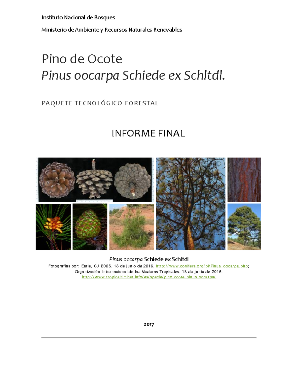 Informe Final sobre Pino de Ocote (Pinus oocarpa) - 2017 - Studocu