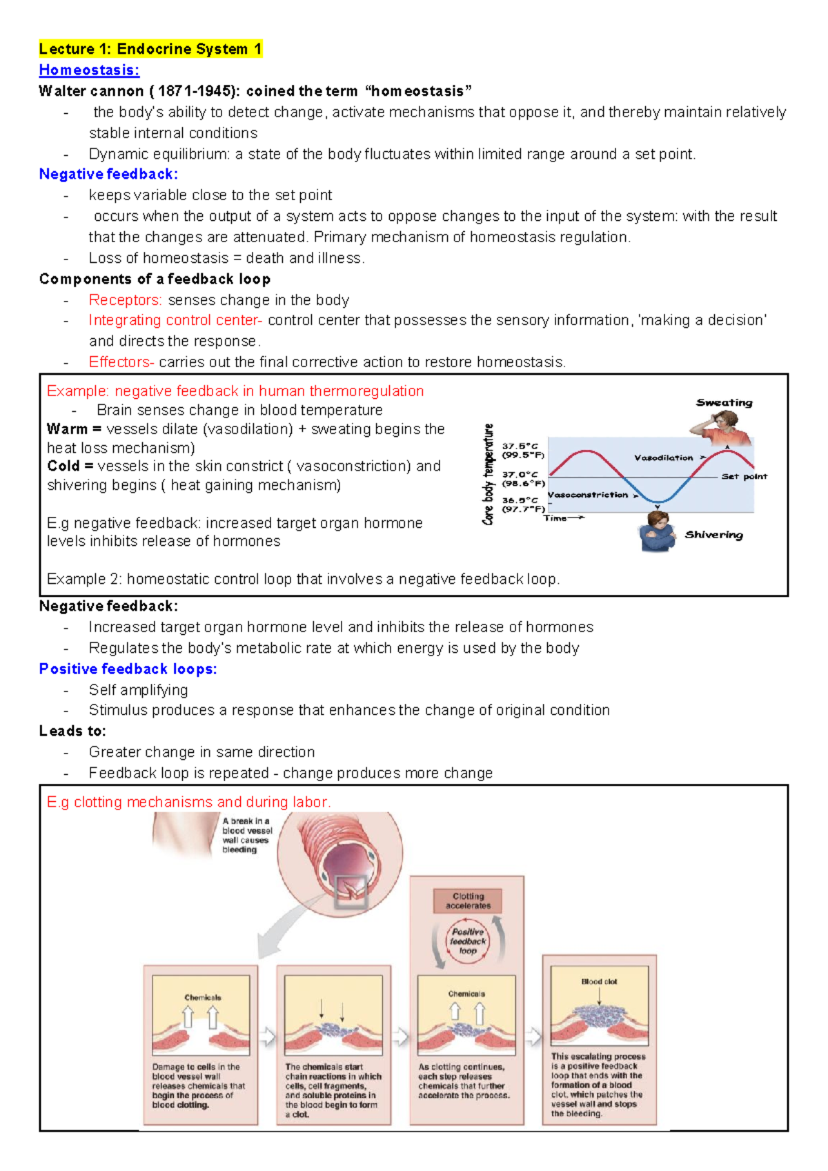 Human Anatomy and physiology Lecture notes - Lecture 1: Endocrine ...
