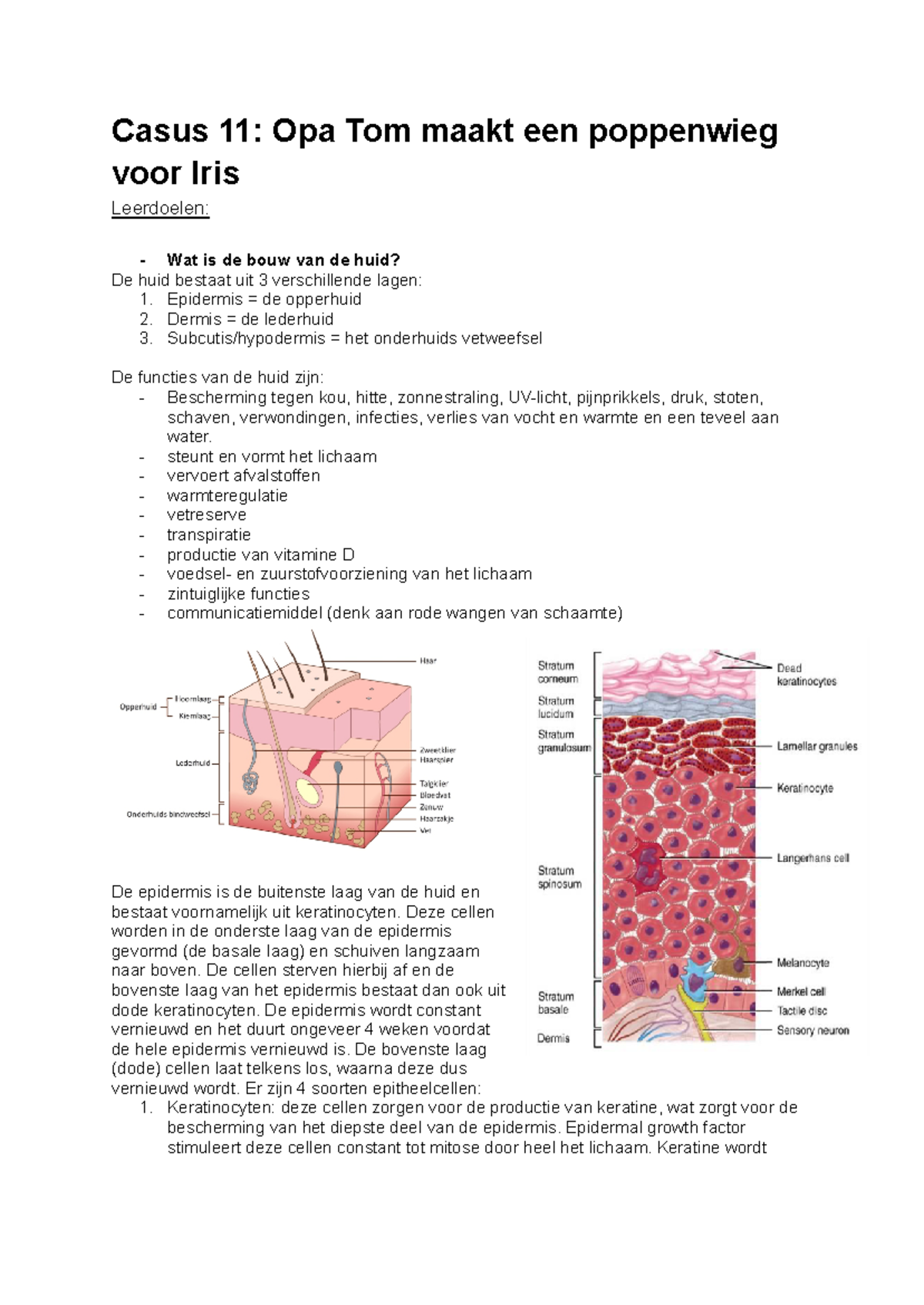 Casus 11 - Anatomie en Functies van de Huid voor Iris - Studeersnel