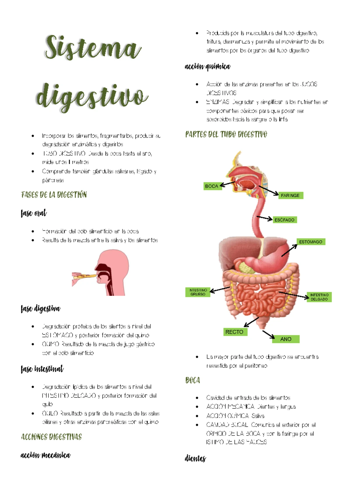 Corazón entrega 2 - Anatomía humana - Cuáles son los surcos del corazón ...