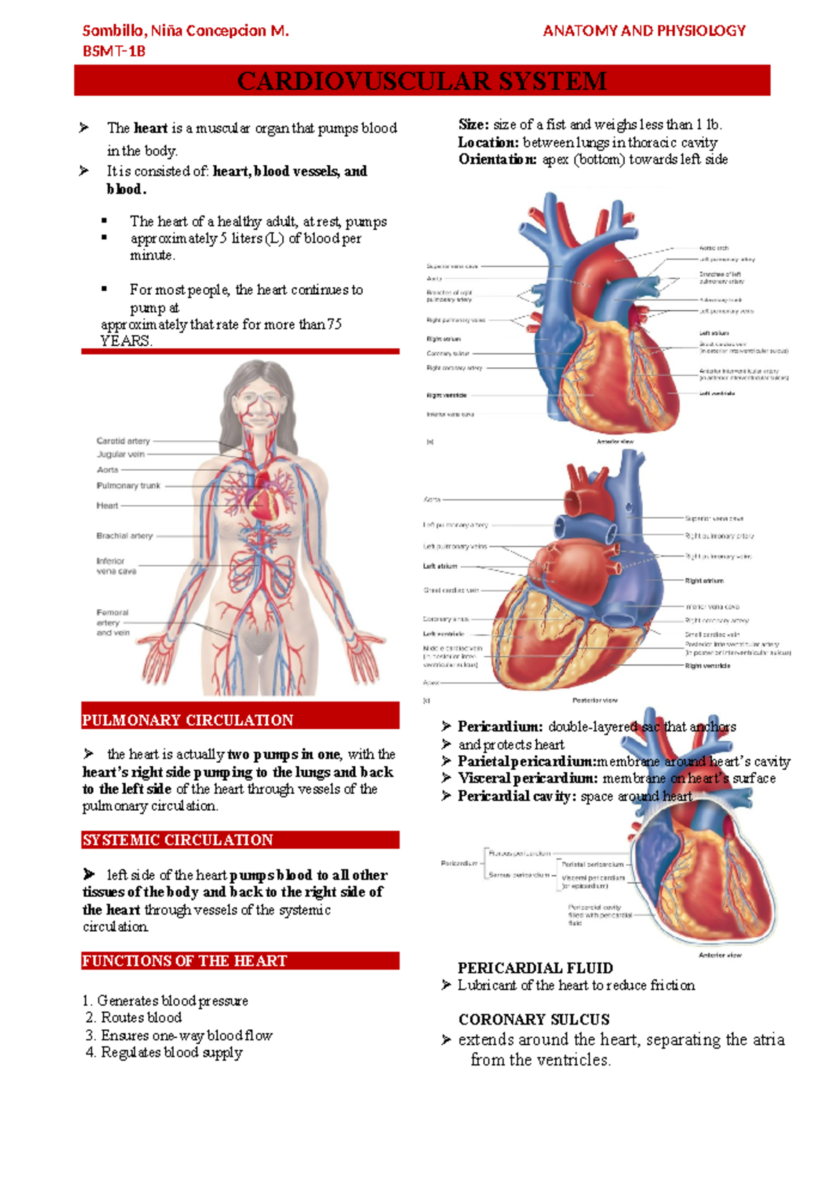 ANAPHY 101: Cardiovascular System Overview and Functions - Studocu