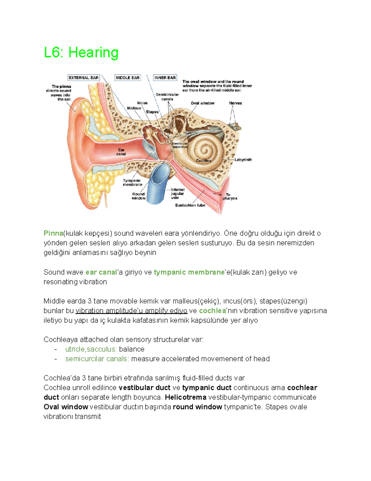Hearing Physiology and Mechanisms: L6 Detailed Study Notes - Studocu