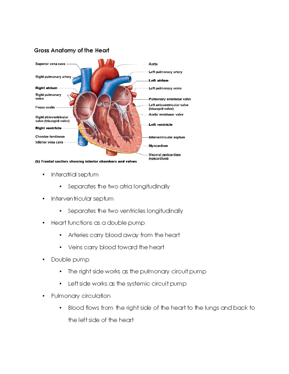 Gross Anatomy of the Heart - 1. Atrioventricular (AV) valves —between ...