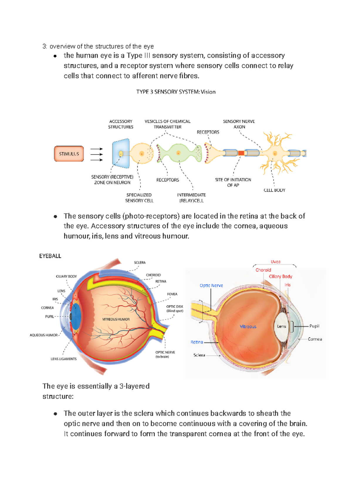 4A - Overview of Eye Structures and Vision Mechanics - Studocu