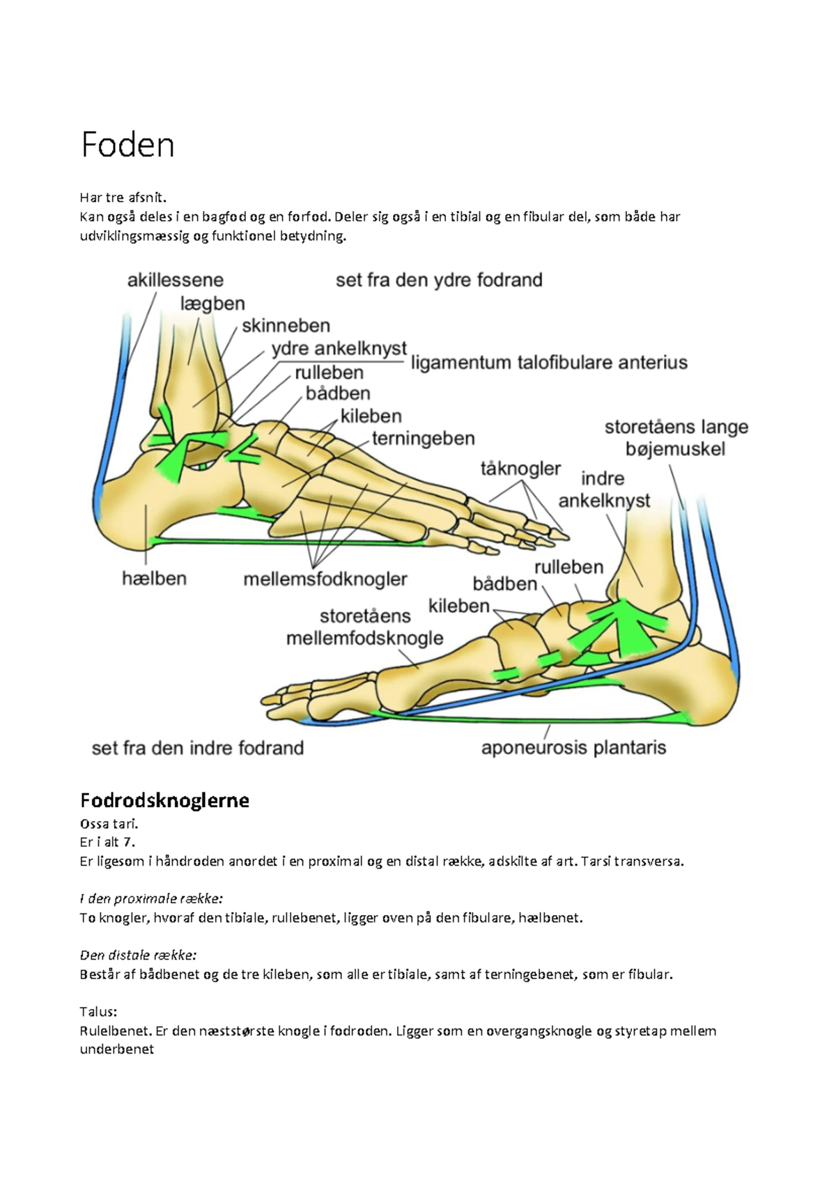 Skulderbæltet - Skulderbæltets anatomi med spiseseddel til eksamen ...