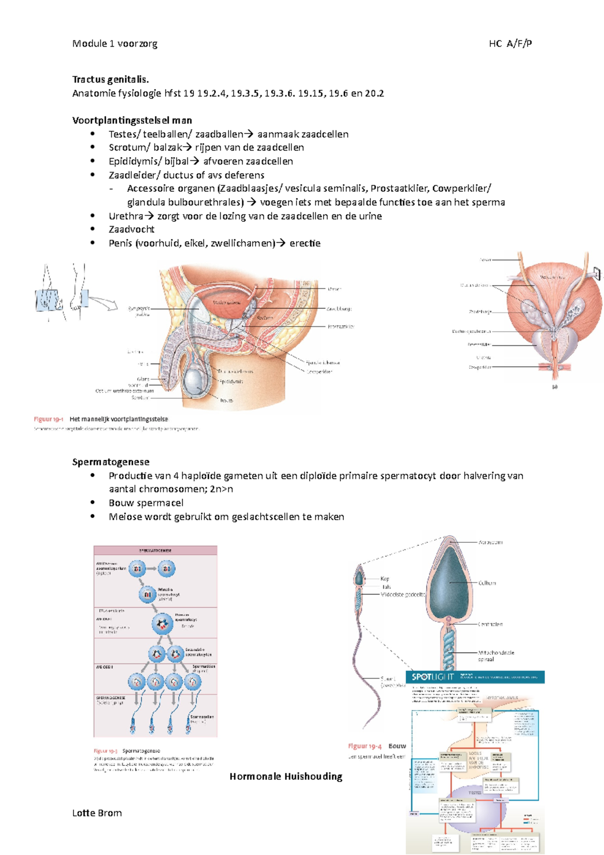 Module 1 HC Anatomie Fysiologie: Tractus Genitalis en Spijsvertering ...