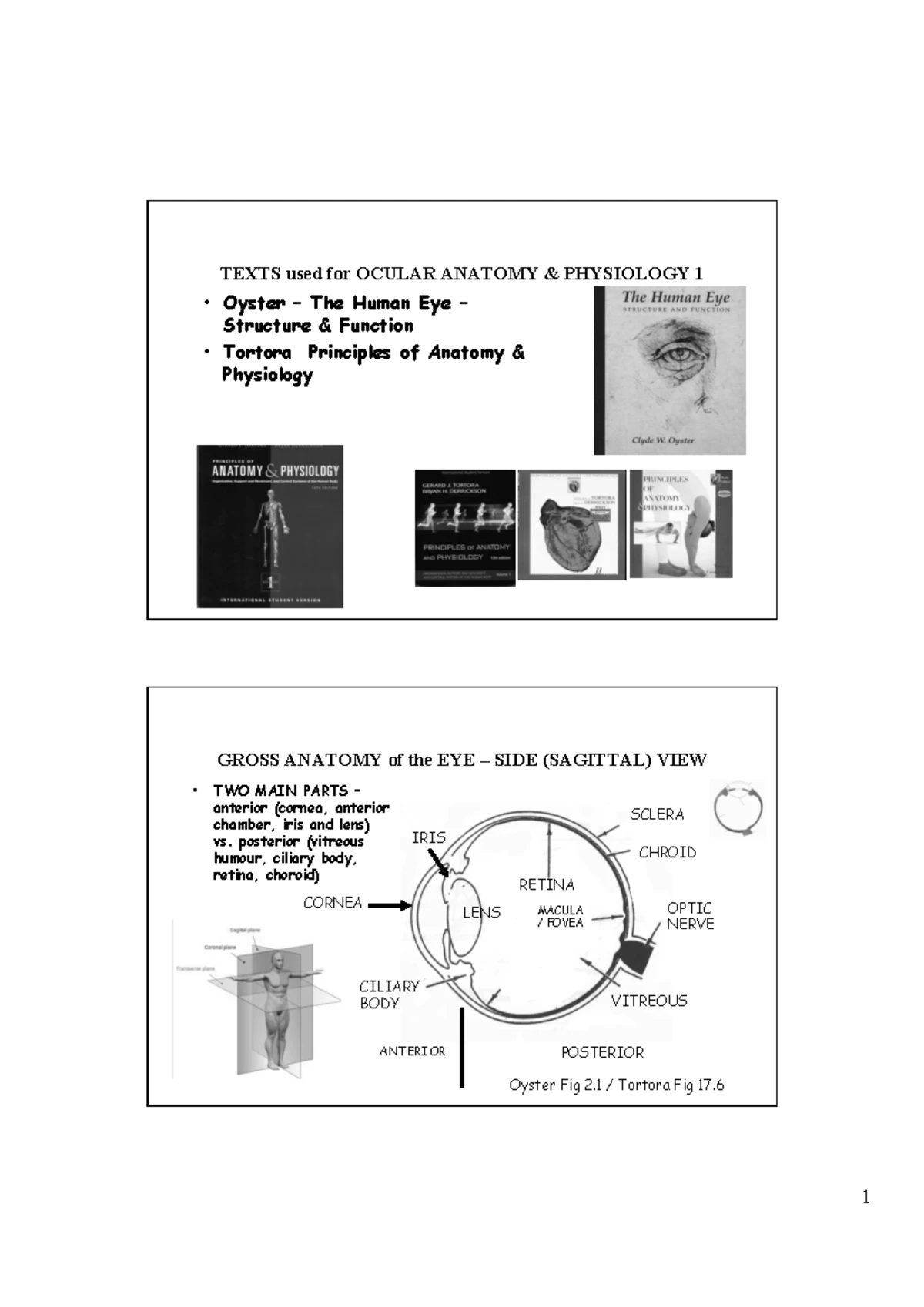 OPHTHALMIC ANATOMY AND PHYSIOLOGY - Sheep Eye Dissection Report - OAP A ...