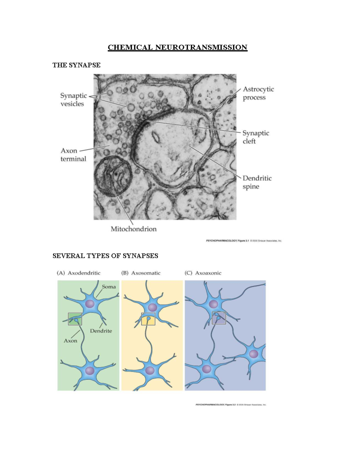 CHEM 101: Chemical Neurotransmission and Synapse Types - Studocu