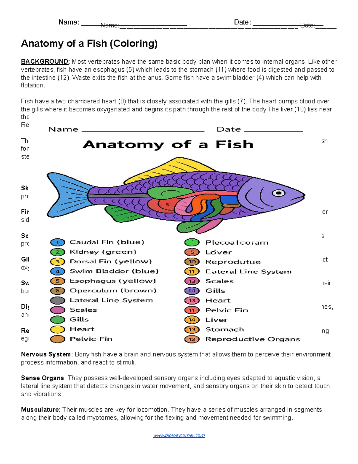 Fish Anatomy Coloring Worksheet