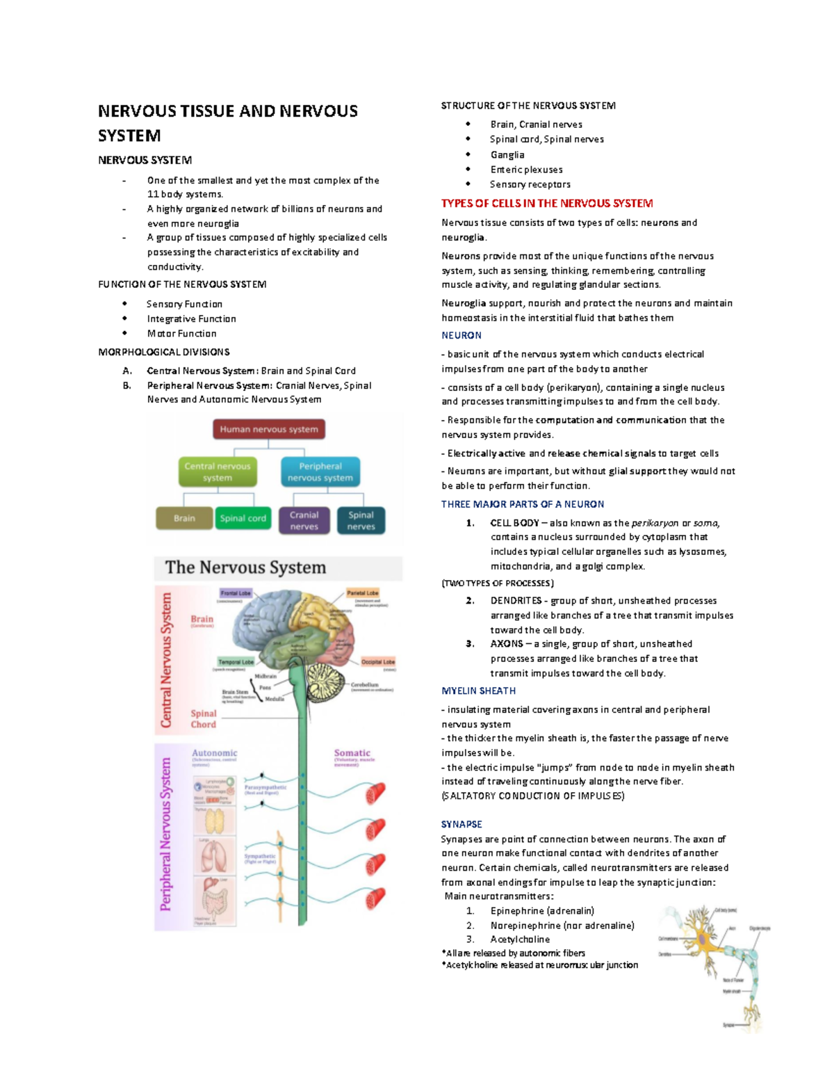 (W14) Nervous Tissue and System: Structures and Functions - Studocu