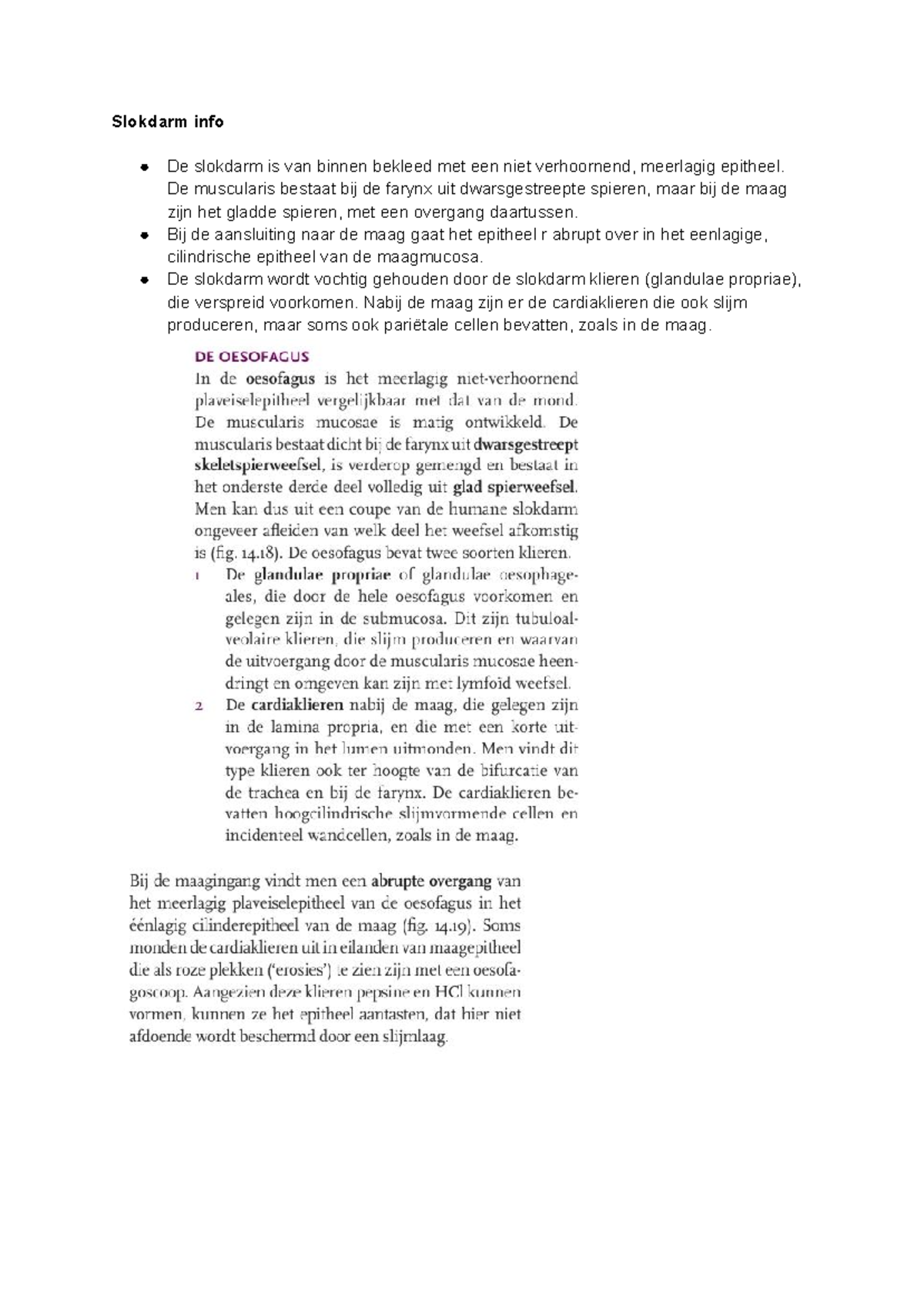 Extra Informatie Over de Slokdarm en Zijn Functies - Studeersnel
