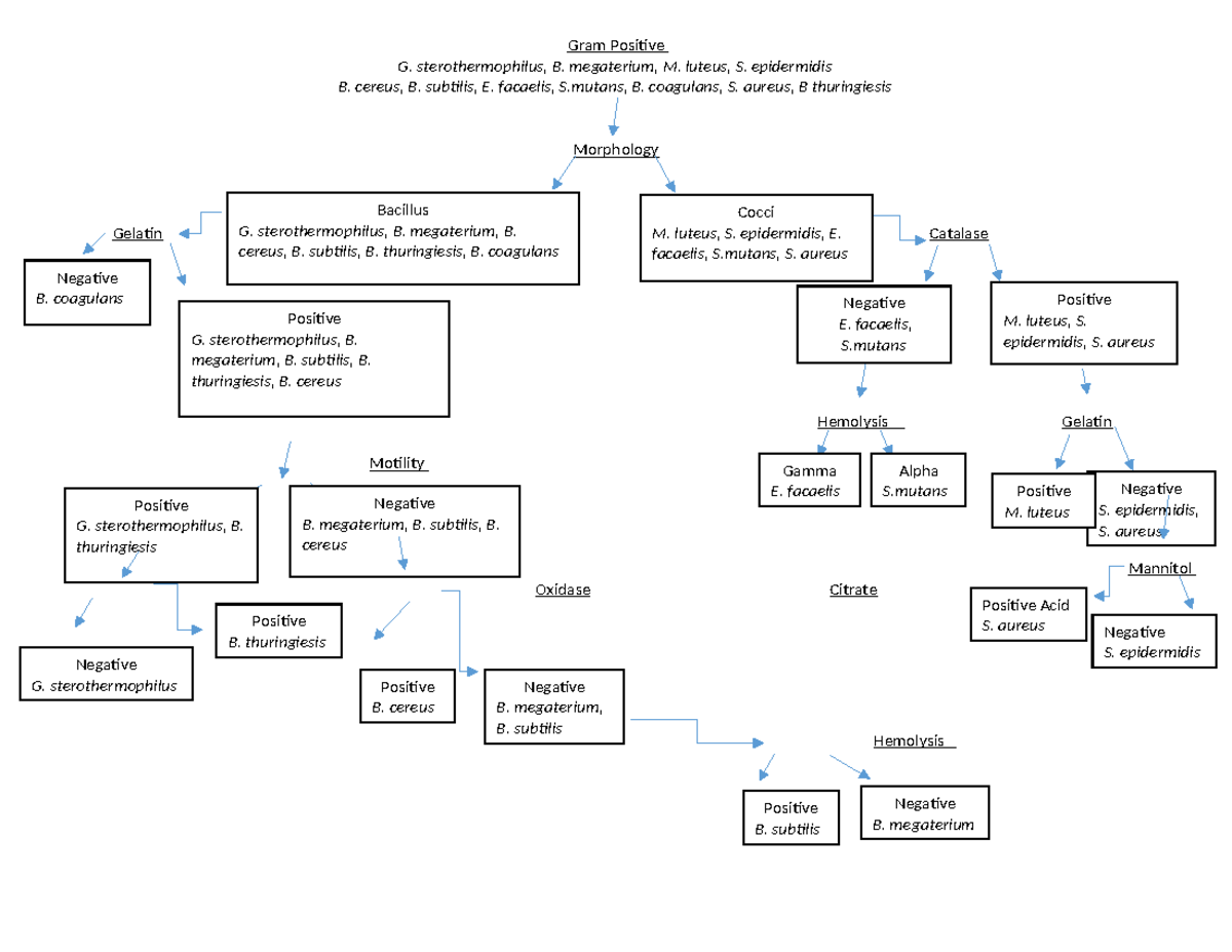Gram Positive Bacteria Review: Morphology & Biochemical Tests - Studocu