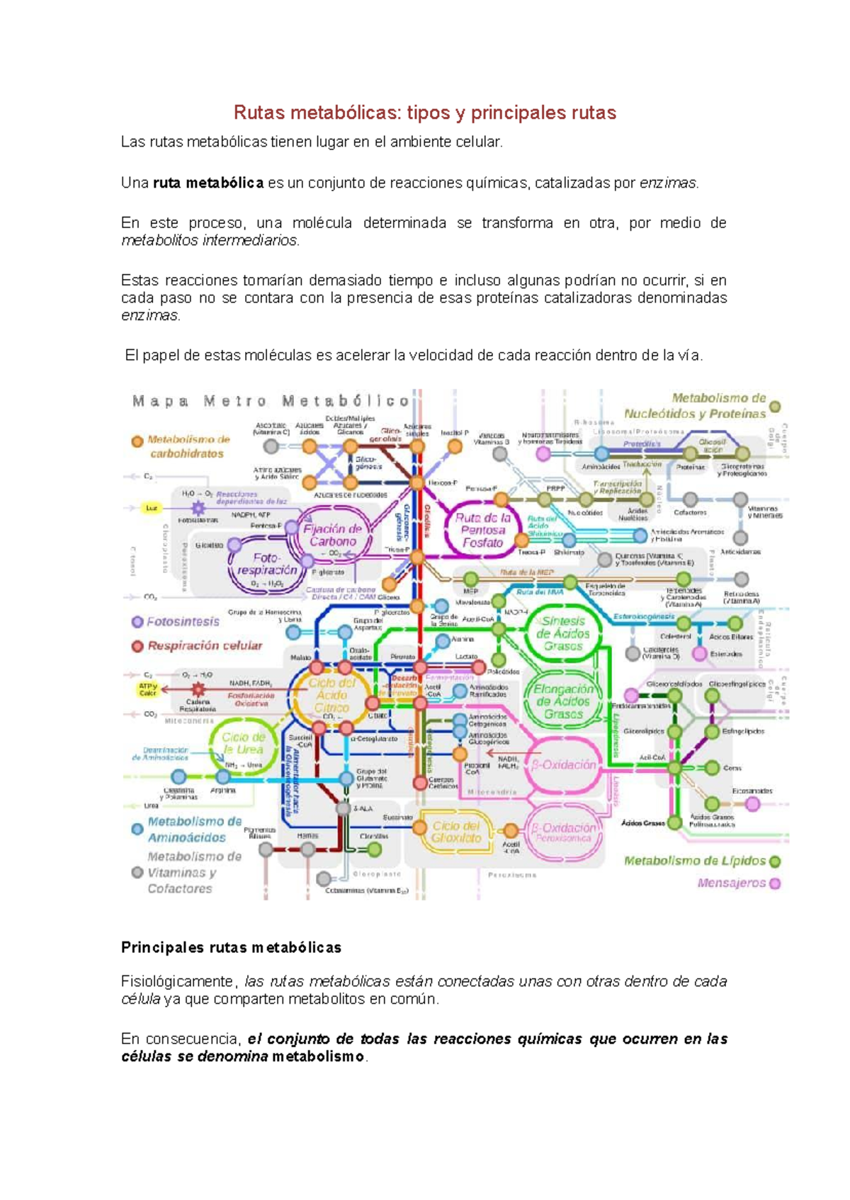 Estudio sobre Rutas Metabólicas: Tipos y Funciones en Bioquímica - Studocu