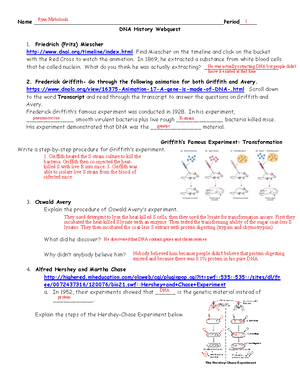 Meiosis Virtual Lab Gizmo ffiiwkiwirwrpwkop - Name: Date: Student ...