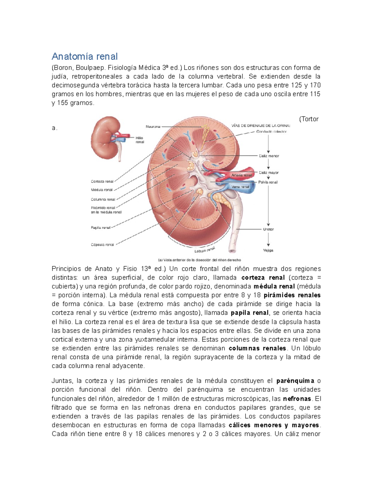Anatomía y Fisiología Renal - Resumen Detallado de la Función Renal ...