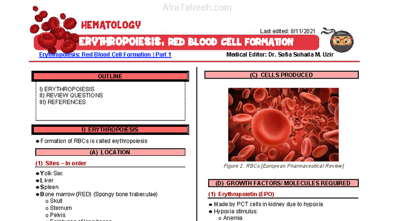 ERYTHROPOIESIS: RBC FORMATION - PART 1 (HEMATOLOGY) - Studocu