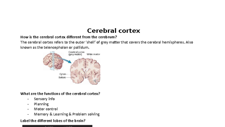 CNS Structure Overview: Cerebral Cortex & Brain Functions - Studocu