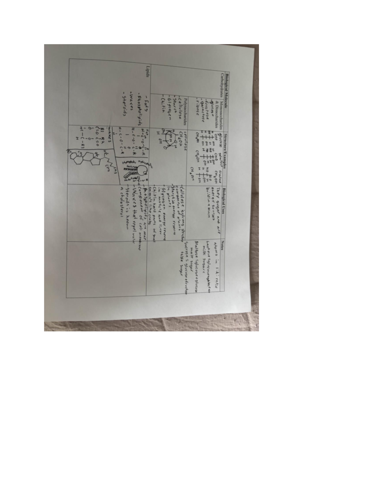 Bio 101: Biological Molecules and Their Functions Notes - Studocu