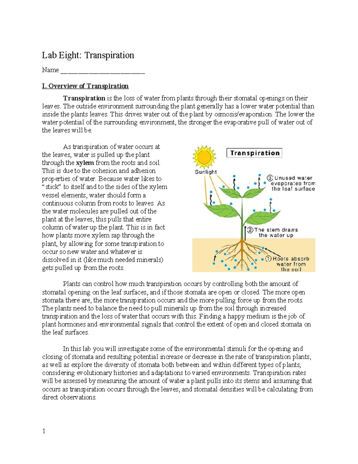Lab 8: Investigating Transpiration Rates & Stomatal Density in Plants ...