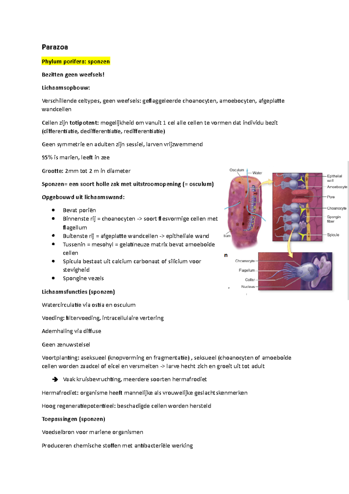 Sponzen en Neteldieren: Structuur en Functies in de Biologie - Studocu