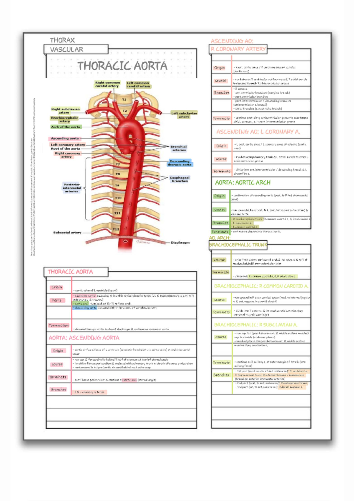 Thoracx Vascular Thoracic Aorta (Arterial) - THORAX ASCENDING AO ...