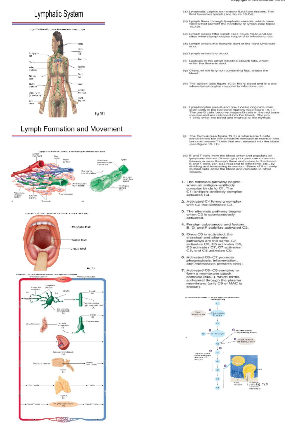 Lymphatic System Overview: Key Concepts and Functions - Studocu