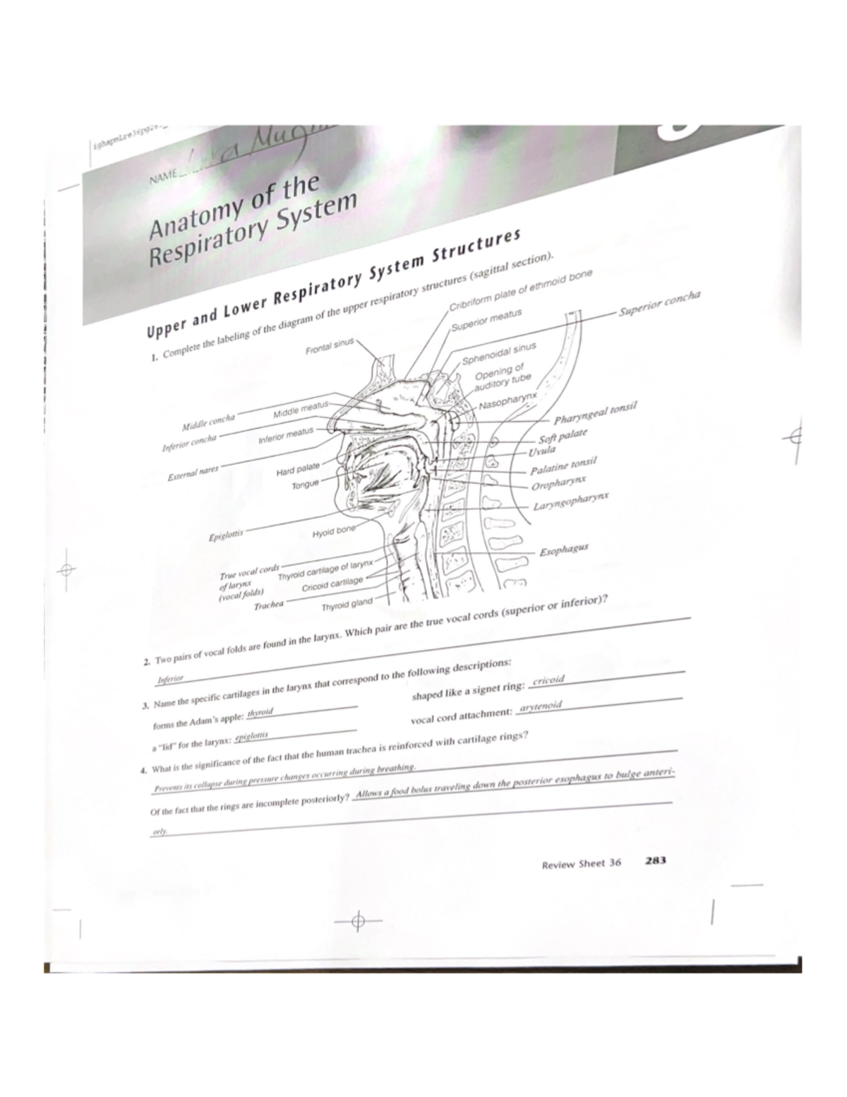 Anatomy 302: Respiratory System Review Sheet Exercise 36 Overview - Studocu