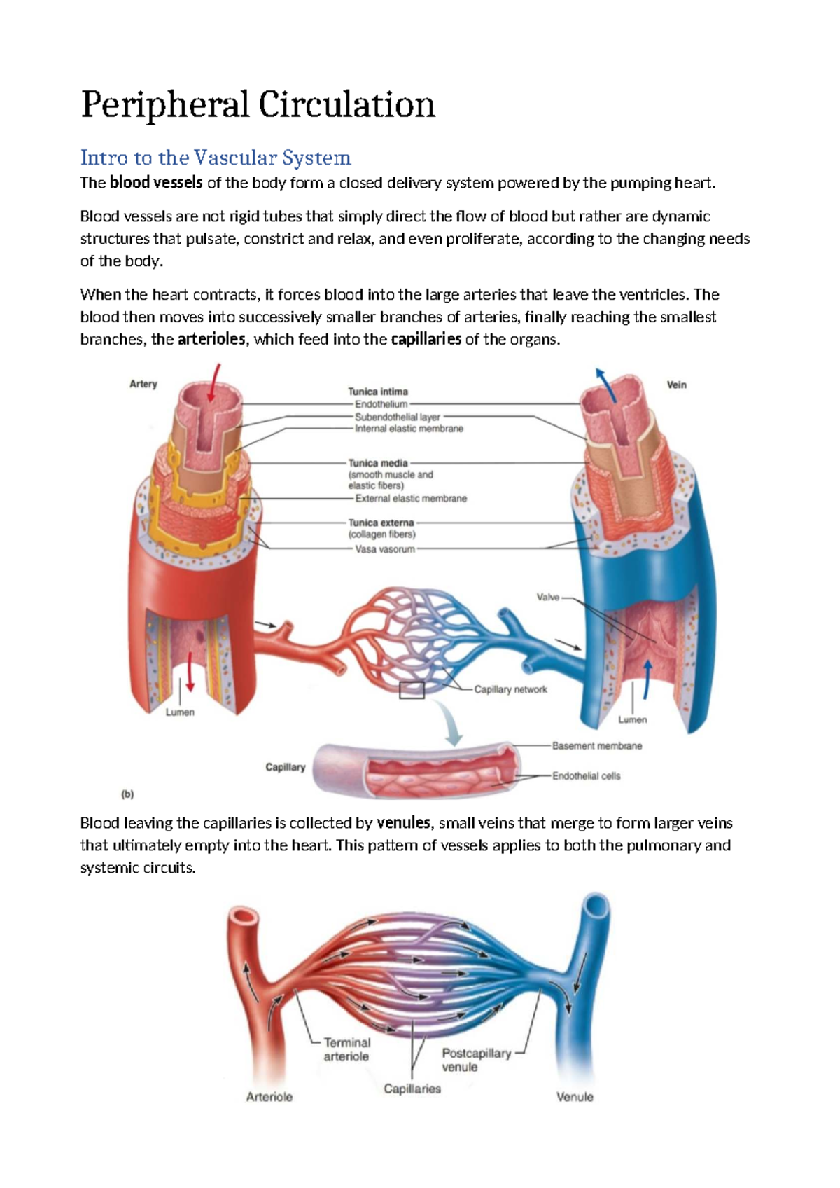 1.3 Peripheral Circulation: An Overview of the Vascular System - Studocu