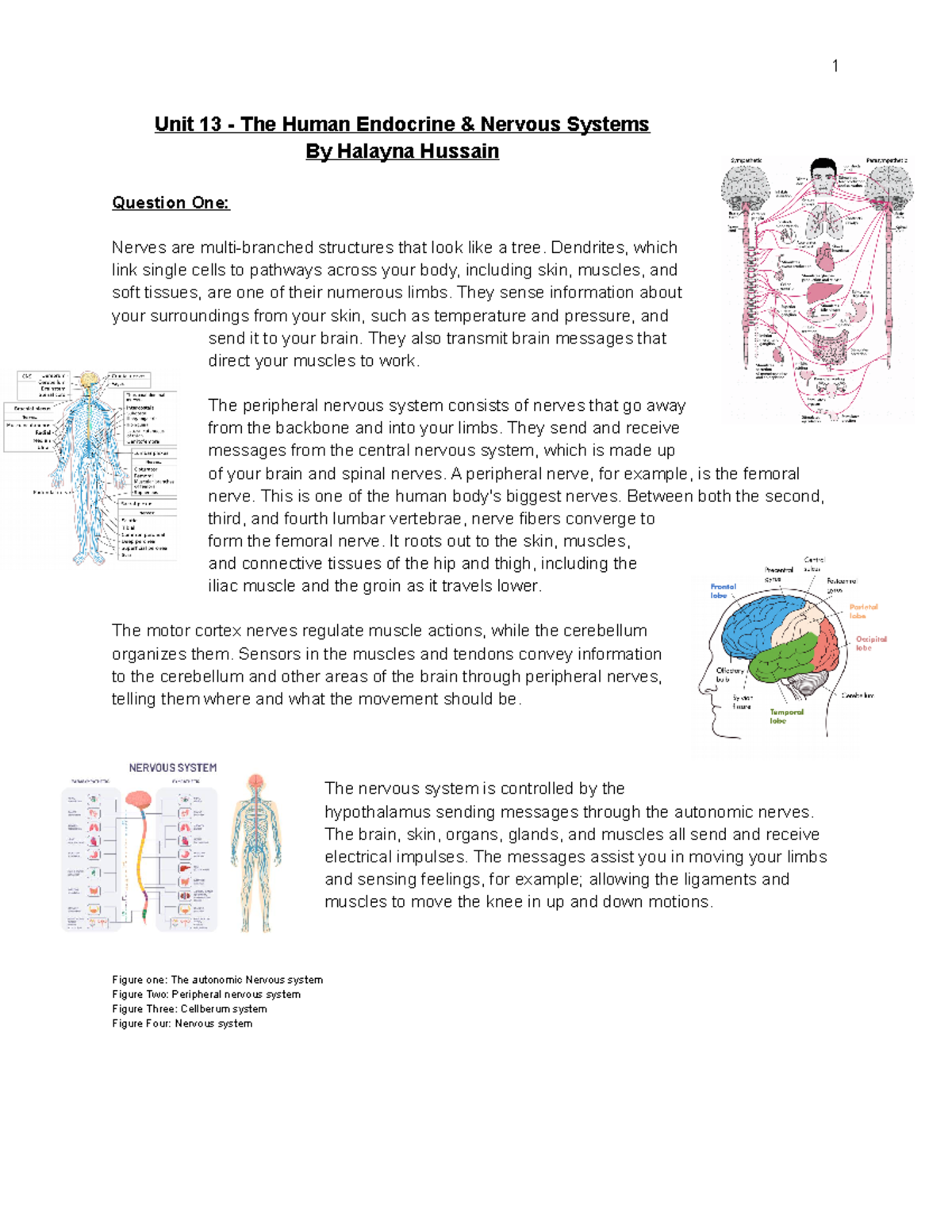 Unit 13 - Final Exam Notes on Human Endocrine & Nervous Systems - Studocu