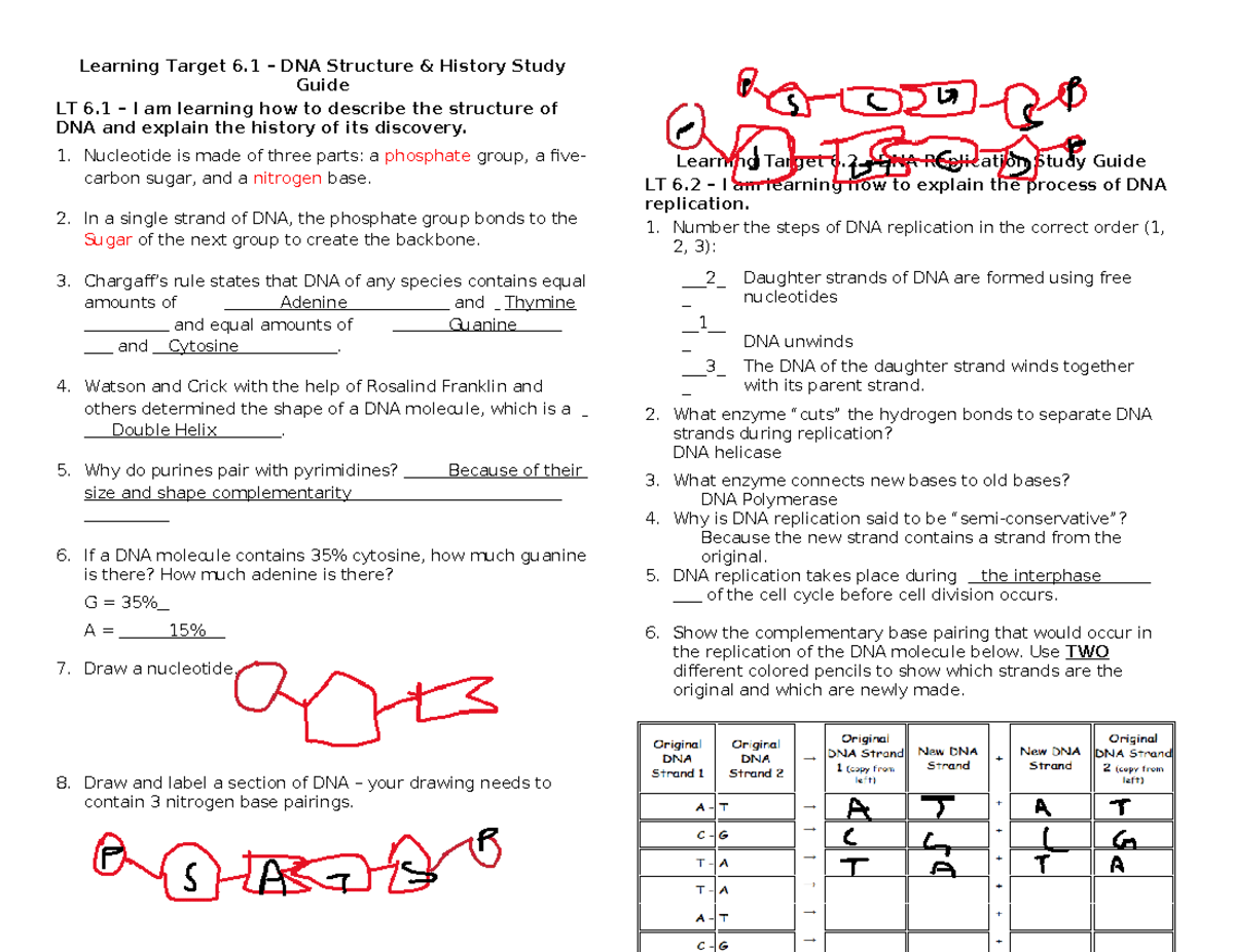 Protein Synthesis Study Guide-2-1 - Learning Target 6 – DNA Structure ...