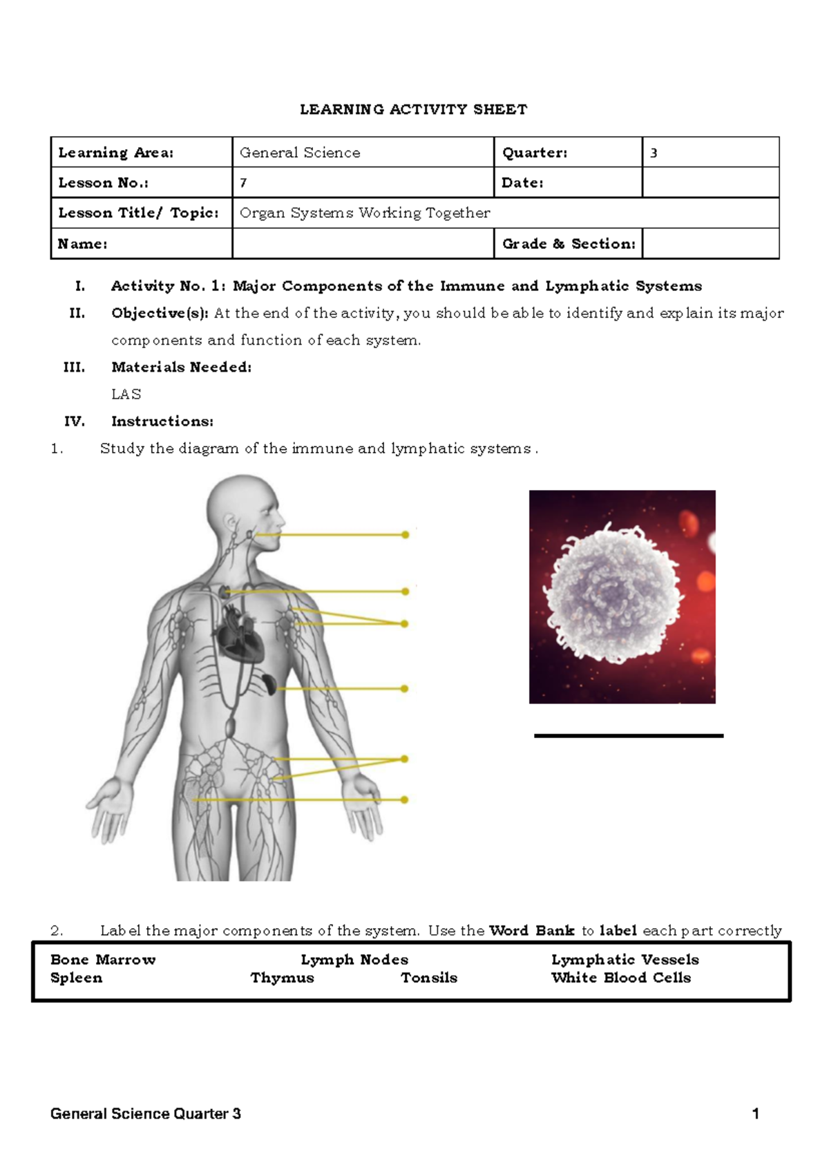 Gensci Activity Sheet 7: Immune & Lymphatic Systems Overview - Studocu